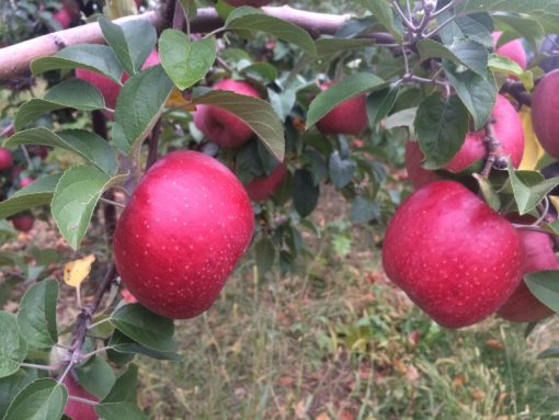 York Imperial - Rittman Orchards