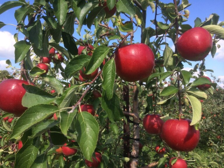 Homepage - Rittman Orchards