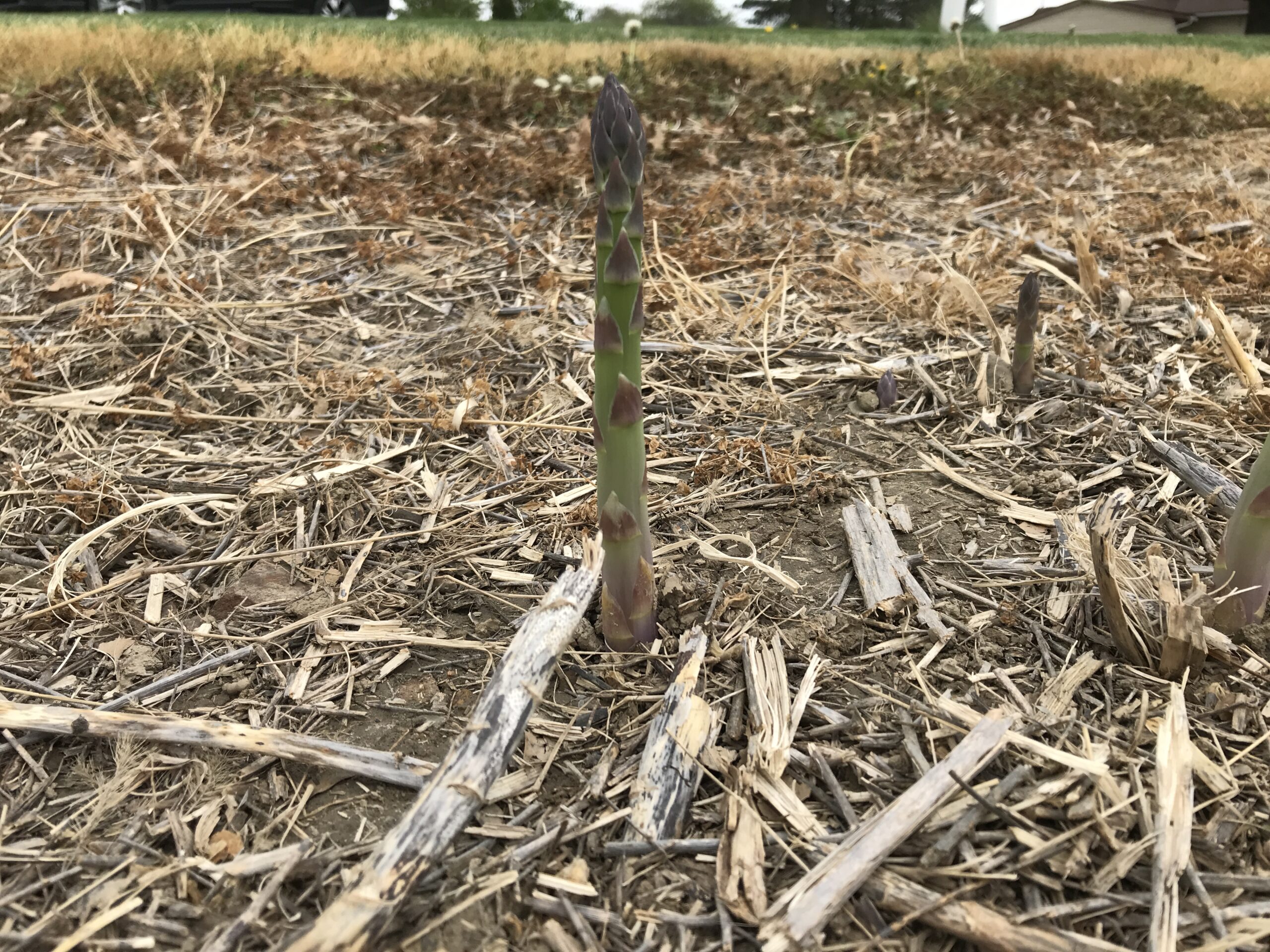 Newsletter: Asparagus for the Rest of Us! - Rittman Orchards